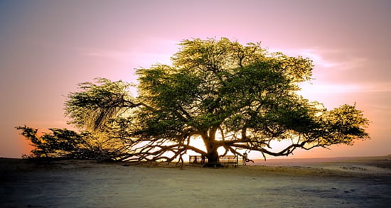 TREE OF LIFE : Satu-satunya pokok berusia lebih 400 tahun yang mampu ...