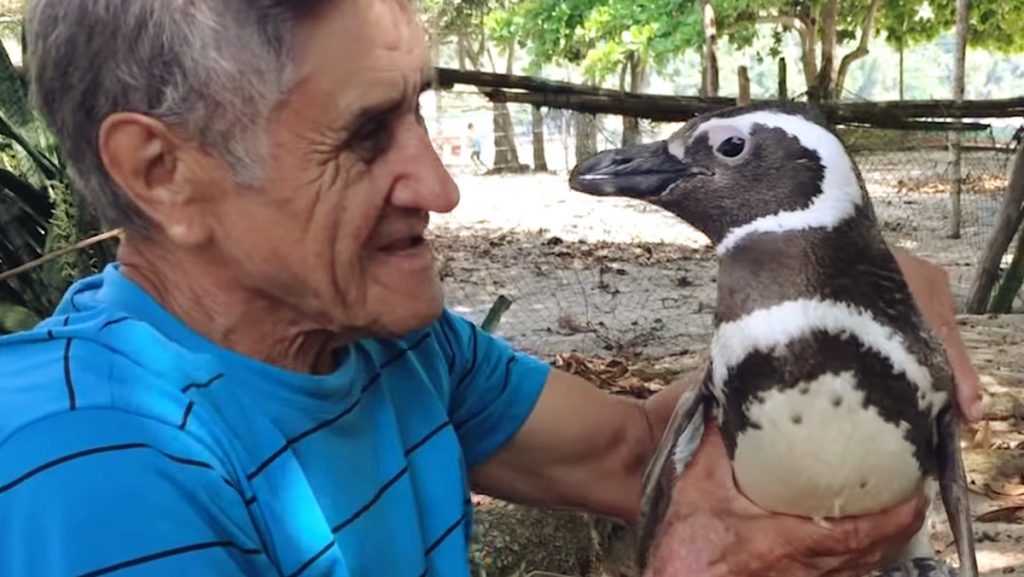 Ini kisah Dindim, seekor penguin yang berenang ribuan batu setiap tahun ...