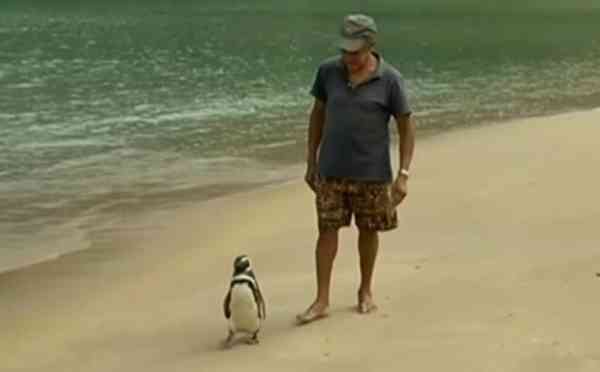 Ini kisah Dindim, seekor penguin yang berenang ribuan batu setiap tahun ...