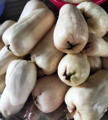 8 Jenis Jambu Sedapnya Tak Terkata - UtusanTV