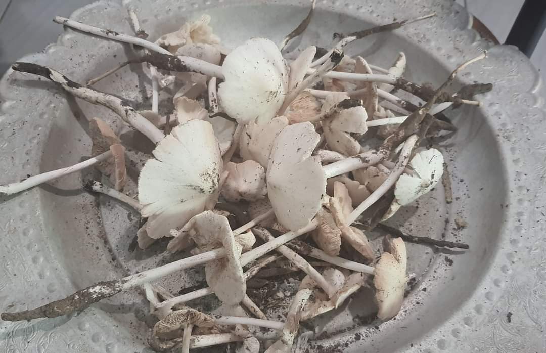 10 Jenis Cendawan Yang Sedap Dan Selamat Dimakan - UtusanTV