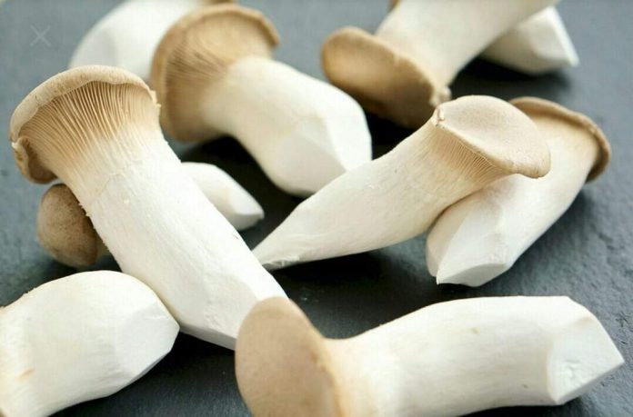 10 Jenis Cendawan Yang Sedap Dan Selamat Dimakan - UtusanTV