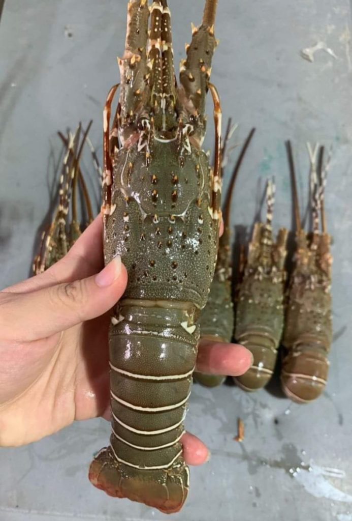 Kenali Jenis Udang, Pelbagai Bentuk Dan Corak - UtusanTV