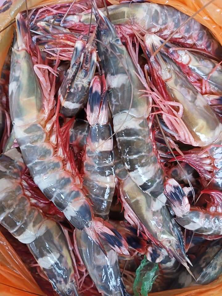 Kenali Jenis Udang, Pelbagai Bentuk Dan Corak - UtusanTV