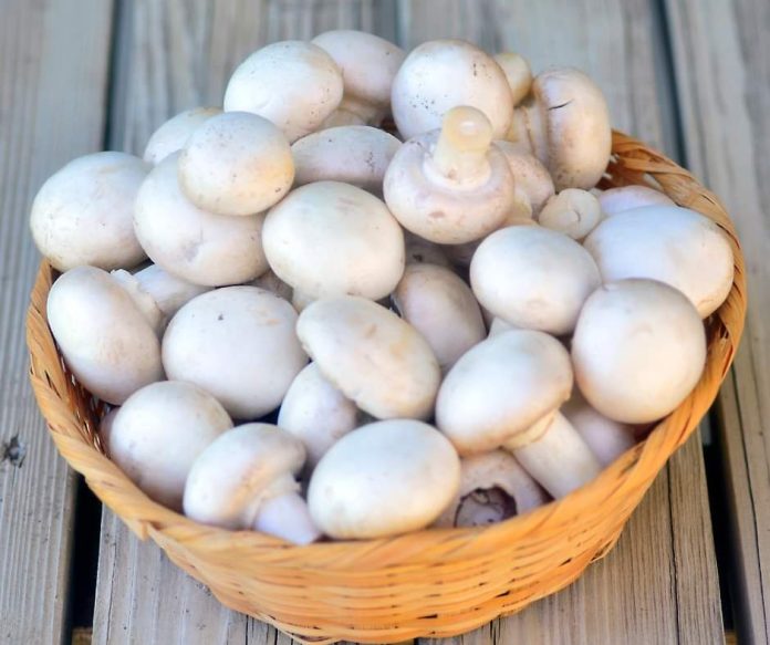10 Jenis Cendawan Yang Sedap Dan Selamat Dimakan - UtusanTV
