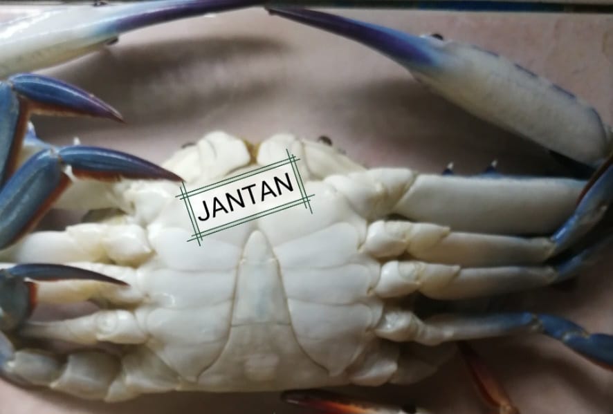 Perbezaan Ketam Betina Dan Ketam Jantan - UtusanTV