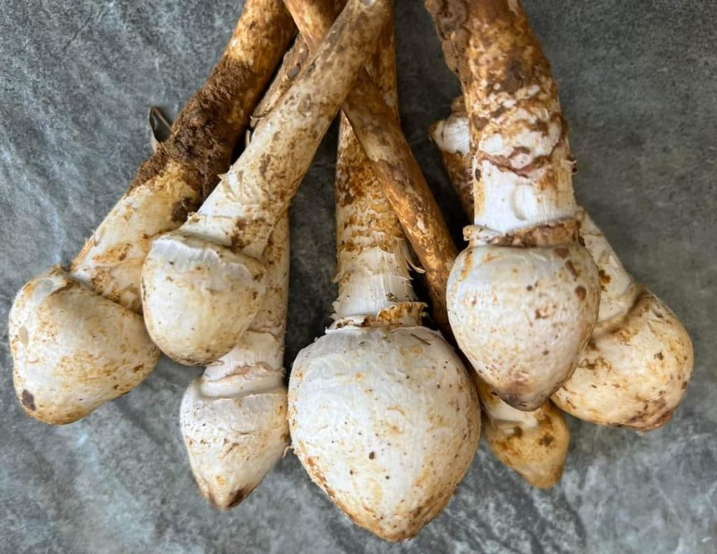 10 Jenis Cendawan Yang Sedap Dan Selamat Dimakan - UtusanTV