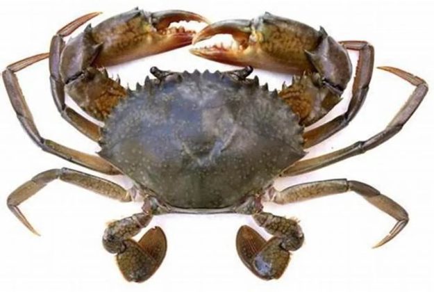8 Jenis Ketam Ini Antara Yang Popular - UtusanTV